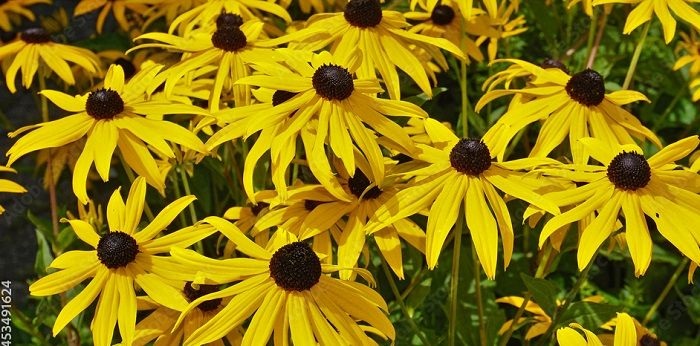 Our Endangered Native Plants - Dave's Garden