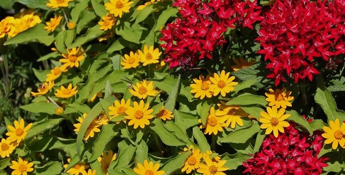 Plants That Love the Heat - Dave's Garden