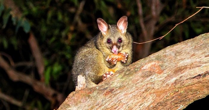 The Precarious Lives of Opossums - Dave's Garden
