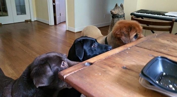 Garden Jokes and Humor: Sunday Funnies 09-26-21 - Dave's Garden