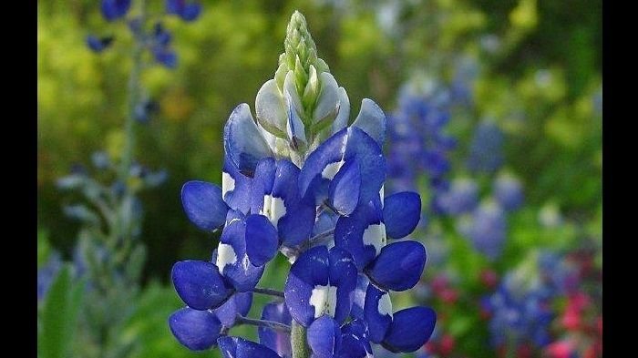 Bluebonnets: A Texas Tradition - Dave's Garden
