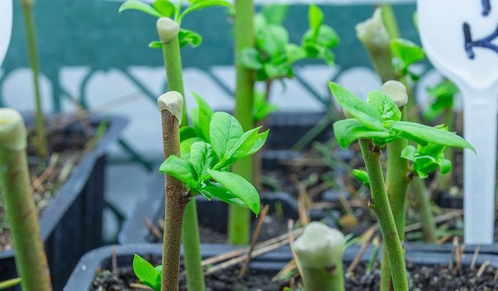 potted cuttings