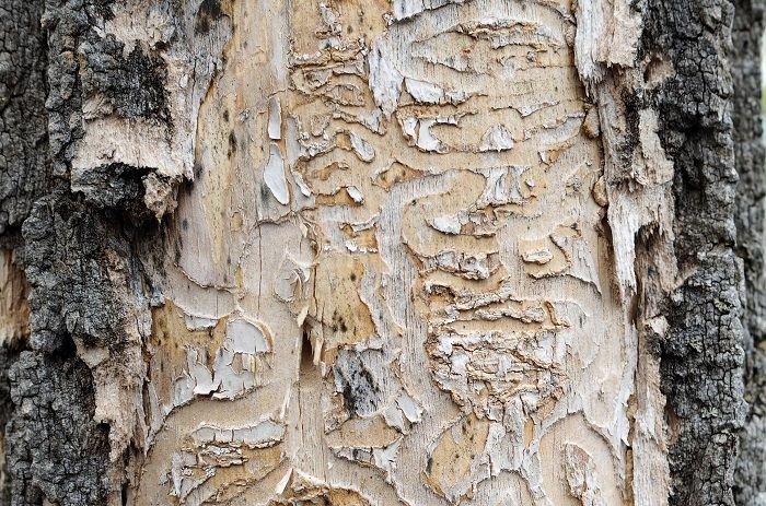 Now is the Time to Protect Your Ash Trees - Dave's Garden