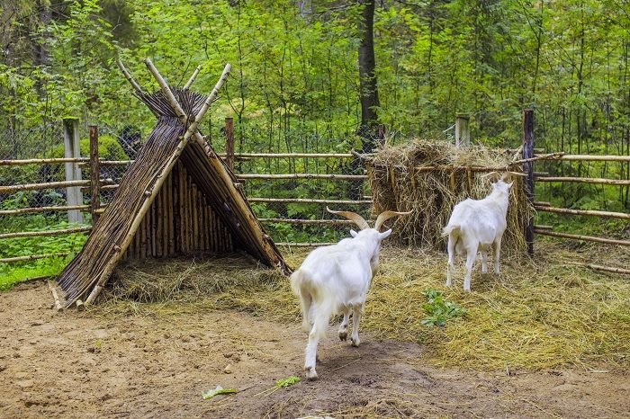 Beginner's Guide to Homesteading with Goats - Dave's Garden