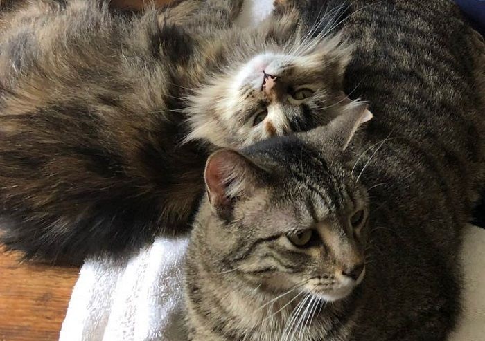 Garden Jokes and Humor: Sunday Funnies 5-12-19 - Dave's Garden