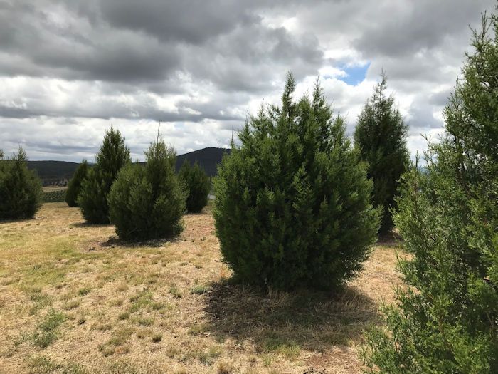 The Cypress of the Sahara - Dave's Garden