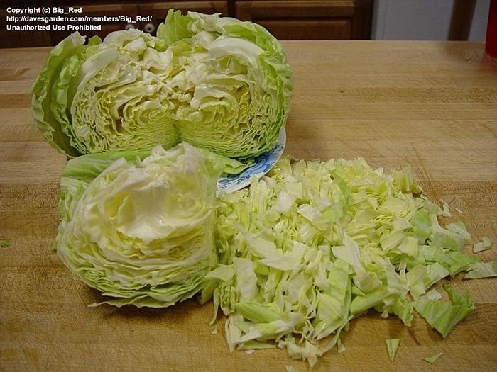 Growing Cabbage and its Relatives - Dave's Garden