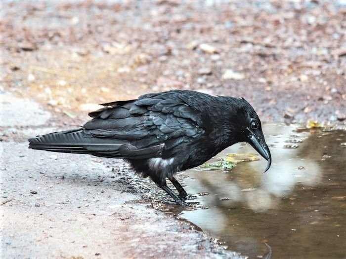 Are You Smarter Than a Crow? - Dave's Garden