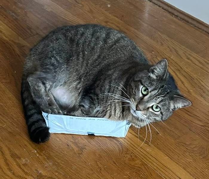 cat in tiny box