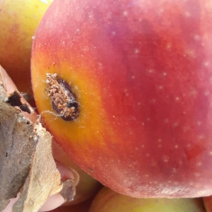 Hole in the apple after taking away the stuck leaf