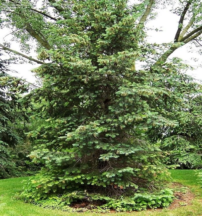 Choosing the Perfect Christmas Tree - Dave's Garden