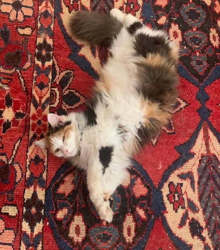 DG Sunday Funnies for April 16th, 2023 - Dave's Garden