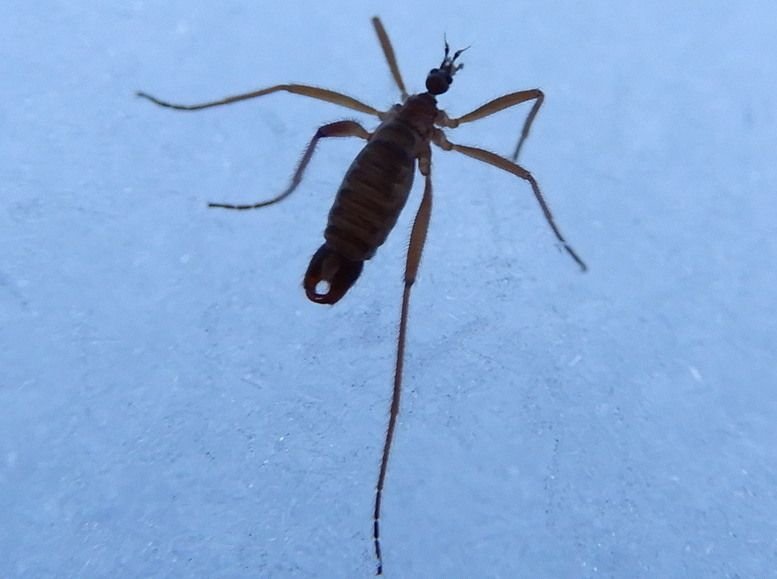 6 Backyard Invaders the Snow Brings Out - Dave's Garden