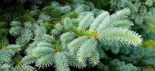 How to Grow a Spruce Tree in a Container | DoItYourself.com