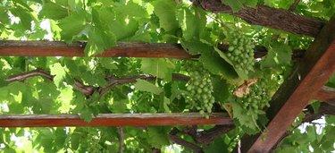 Build a Grape Trellis in Four Steps | DoItYourself.com