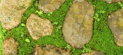 DIY a Charming Stone and Moss Walkway | DoItYourself.com