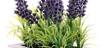 How to Grow Lavender Indoors | DoItYourself.com