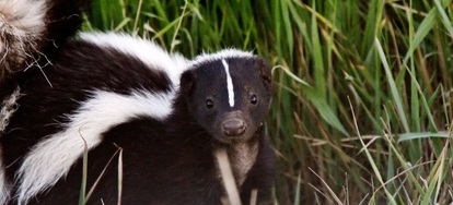 Creating a Natural Skunk Repellent | DoItYourself.com