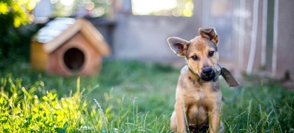 How to Create a Dog Friendly Backyard | DoItYourself.com