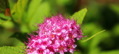 Common Spirea Growing Mistakes to Avoid | DoItYourself.com
