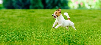 How to Set up a Dog Run Cable Part 1 | DoItYourself.com