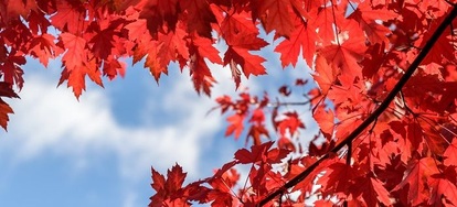 Red Maple Tree: Tips on Growing a Sapling | DoItYourself.com