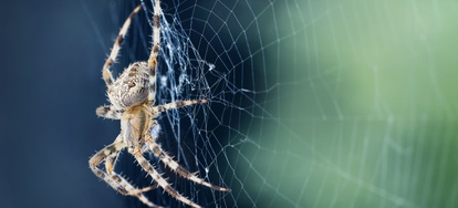 Identifying Spiders by Their Webs | DoItYourself.com