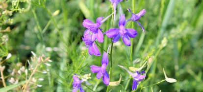 How to Grow Larkspur | DoItYourself.com