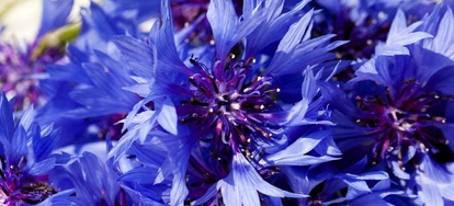 How to Grow Cornflower from Seeds | DoItYourself.com