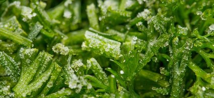 3 Tips for Storing Fresh Dill | DoItYourself.com