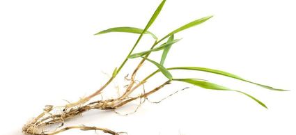 Different Types Of Crabgrass | DoItYourself.com