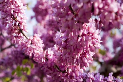 Redbud Tree Propagation Instructions | DoItYourself.com