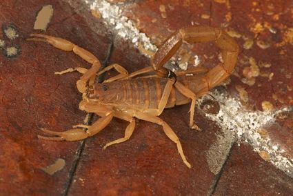 Common Pests by Region | DoItYourself.com