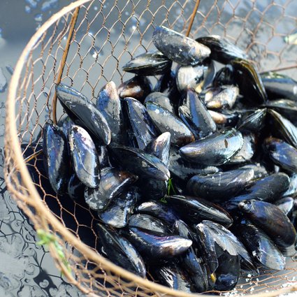 How to Collect Sea Mussels | DoItYourself.com