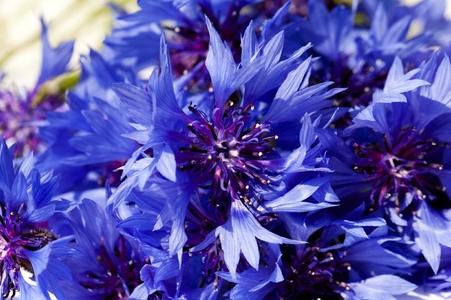 How to Grow Cornflower from Seeds | DoItYourself.com
