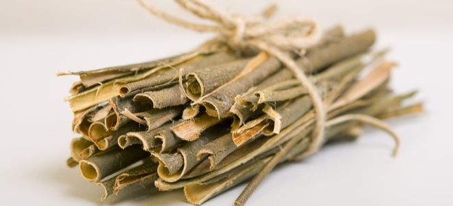 3 Trees with Edible Bark | DoItYourself.com