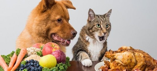 Holiday Food Dos and Don’ts for Pets | DoItYourself.com
