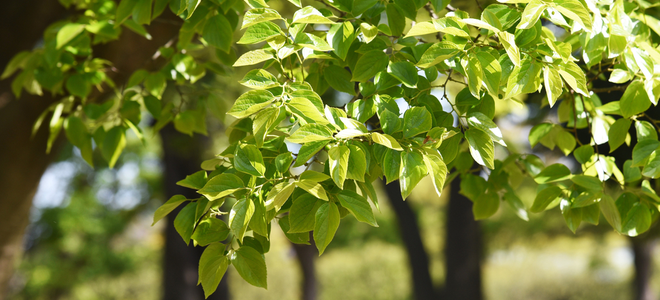 Why You Should Plant a Hackberry Tree | DoItYourself.com