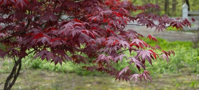 The Best Trees to Plant Near a House | DoItYourself.com