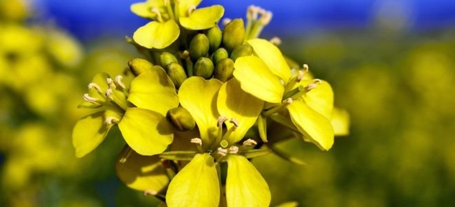 How to Grow and Harvest Mustard from Seed to Sauce | DoItYourself.com