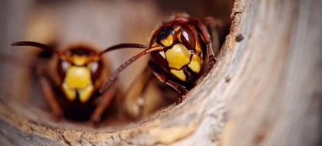 What to Do About Murder Hornets | DoItYourself.com