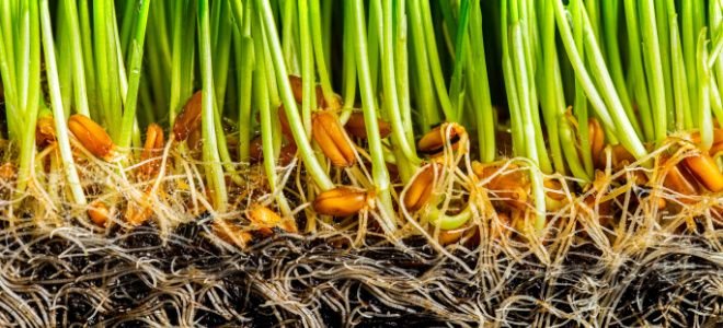 The Anatomy and Health of a Lawn | DoItYourself.com