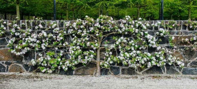 Espalier Trees: 6 Styles | DoItYourself.com