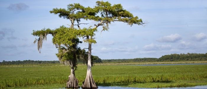 How to Plant and Care for a Cypress Tree | DoItYourself.com