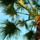 How to Transplant a Palm Tree | DoItYourself.com