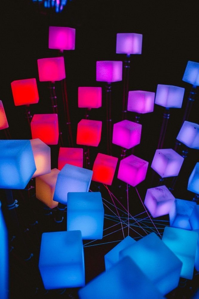 Entwined: Fantastical LED Tree Exhibit Brings Glow to Golden Gate Park ...