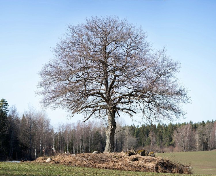Living Tree Converted into a Nest-Like Concert Space in Rural Sweden ...