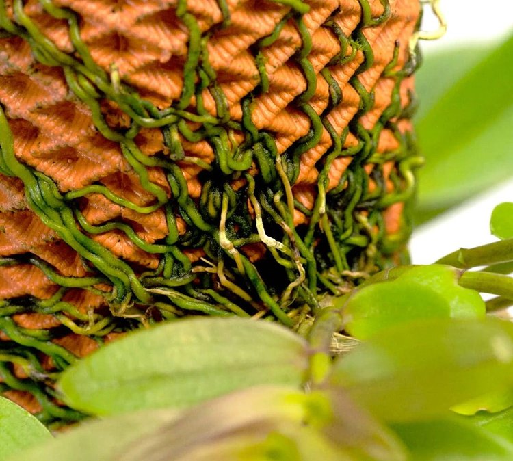 Inside Out Planter Turns Plant Root Patterns Into Visual Art | Designs ...