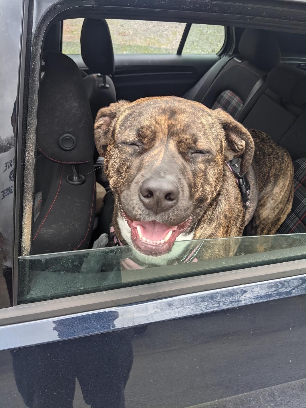 Fn dogs - CorvetteForum - Chevrolet Corvette Forum Discussion