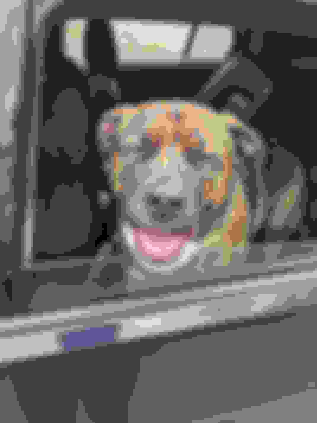 Fn dogs - CorvetteForum - Chevrolet Corvette Forum Discussion